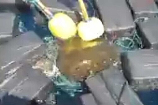 Watch: When This ‘Smuggler’ Sea Turtle Was Found With $53 Million Worth ...