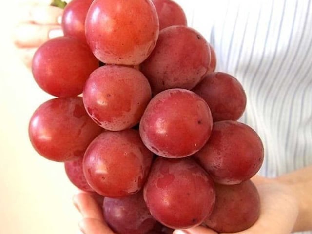 World’s Most Expensive Fruit: Japan’s Ruby Roman Grapes Cost Up To Rs ...