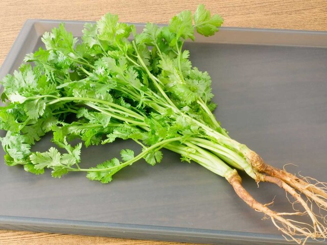 Struggling To Store Coriander For Long? Follow These Effective Tips ...