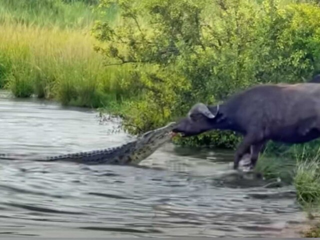 Watch: Buffalo Turns Tables on Crocodile, Drags It Out Of Water - News18