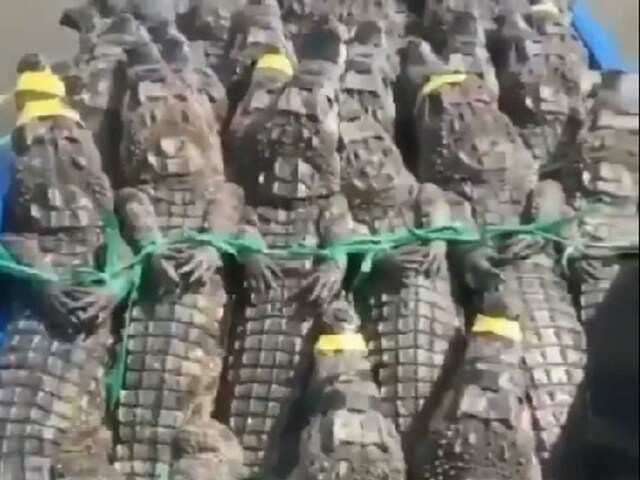 Video Of Crocodiles Being Tied And Transported Through Waterways Sparks ...
