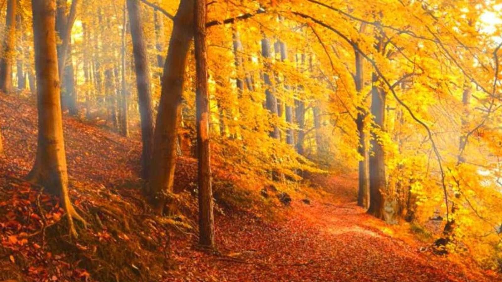 Optical Illusion: Can You Find the Lion in This Forest Image? | Buzz ...