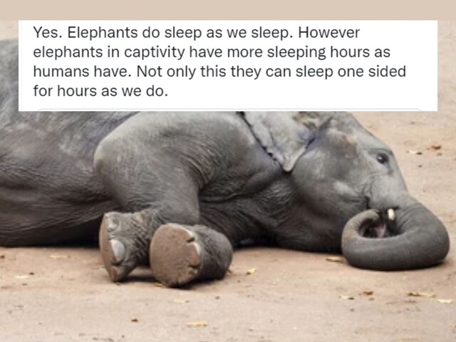 Video of Migrating Elephant Taking a Short Nap Stirs Conversation About ...
