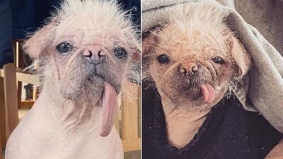 Half-Pug, Half-Chinese Crested Peggy Runs for ‘Britain’s Ugliest Dog ...