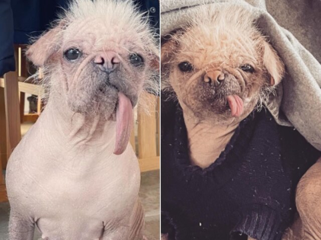 Half-Pug, Half-Chinese Crested Peggy Runs for ‘Britain’s Ugliest Dog ...