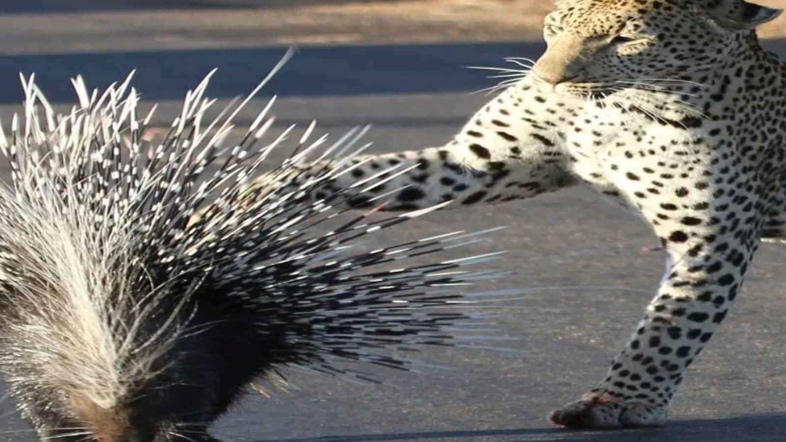 Porcupine Attack Gif