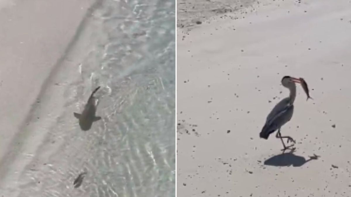 Watch: Video Of Small Fish Chased By A Big One Takes An Unexpected Turn ...