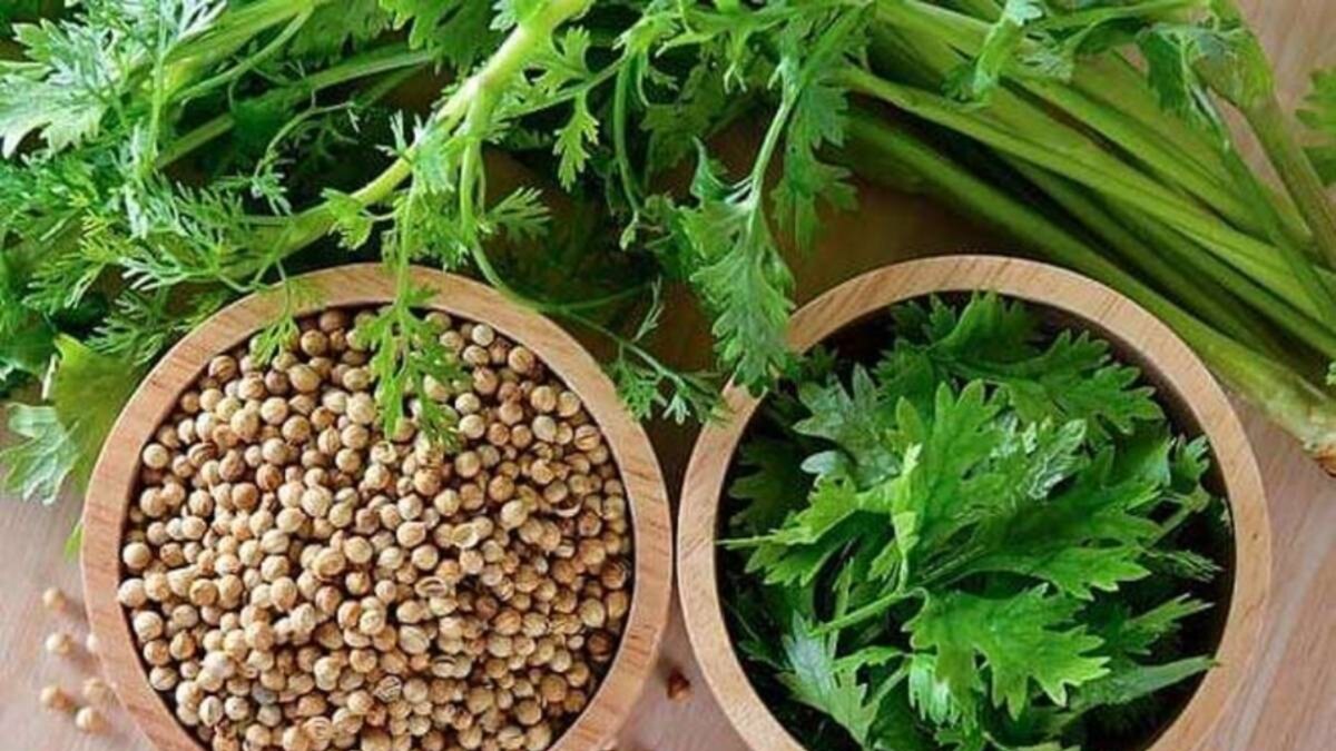 Loved In India But Dubbed ‘Devil’s Herb’ In Some Parts Of World, Know ...