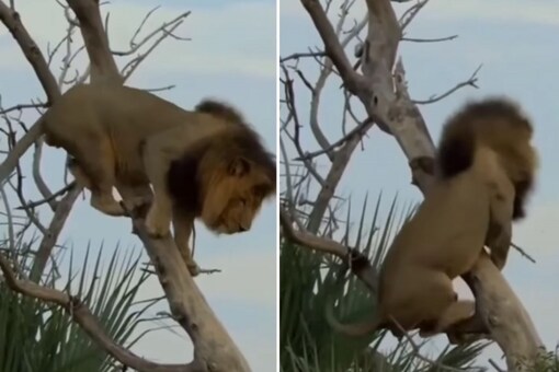 Lion's Funny Fall From A Tree Leaves Internet In Splits; Have A Look ...
