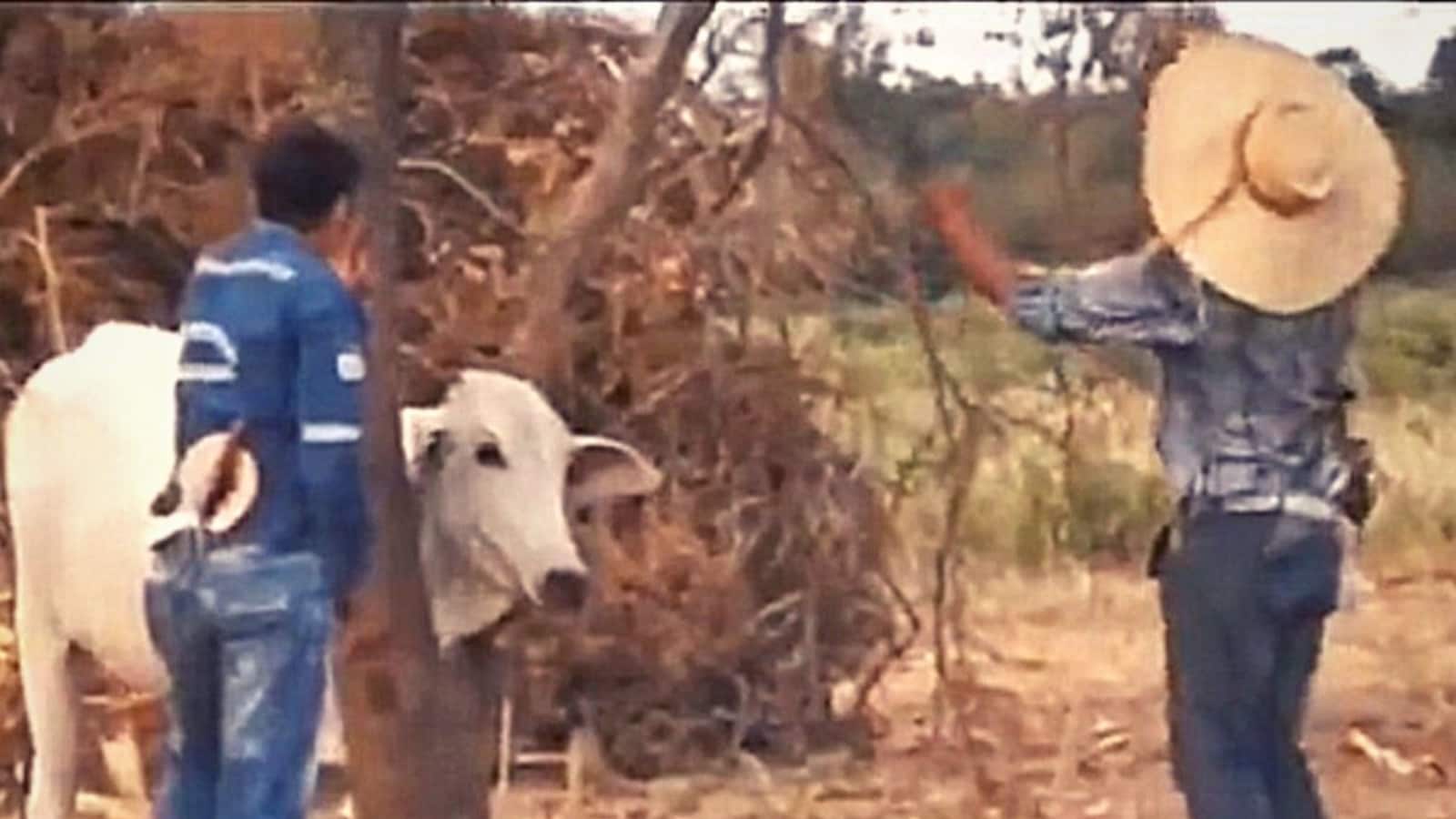 Men Free Cow Stuck Between Tree Branches, What Happens Next Will Leave ...