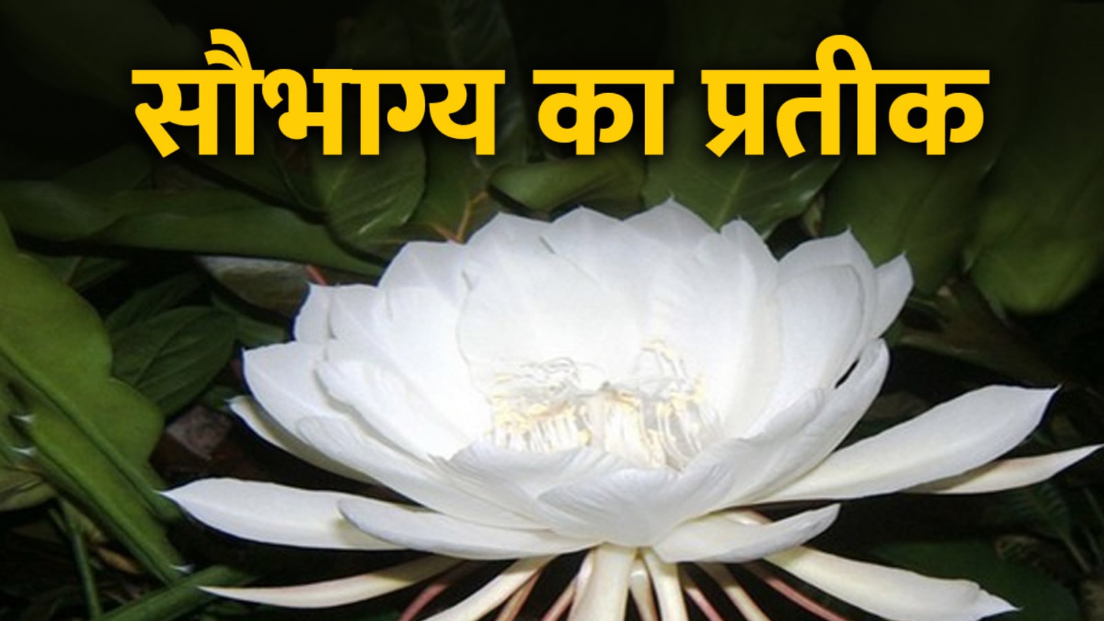 Brahma Kamal: This Auspicious Flower Blooms Only Once A Year ...