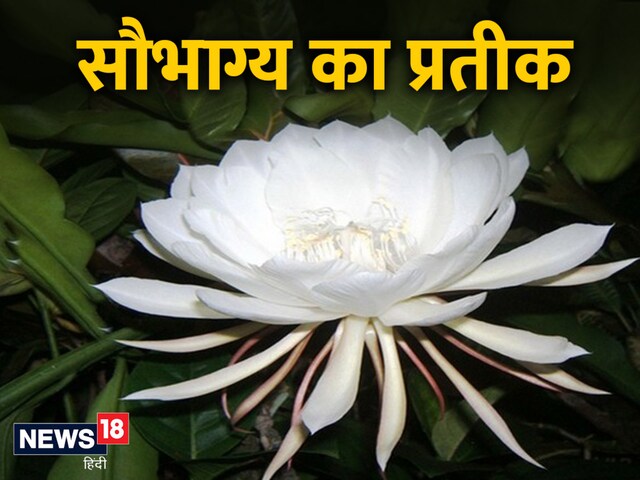 Brahma Kamal: This Auspicious Flower Blooms Only Once A Year - News18