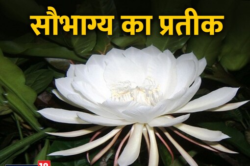 Brahma Kamal: This Auspicious Flower Blooms Only Once A Year - News18