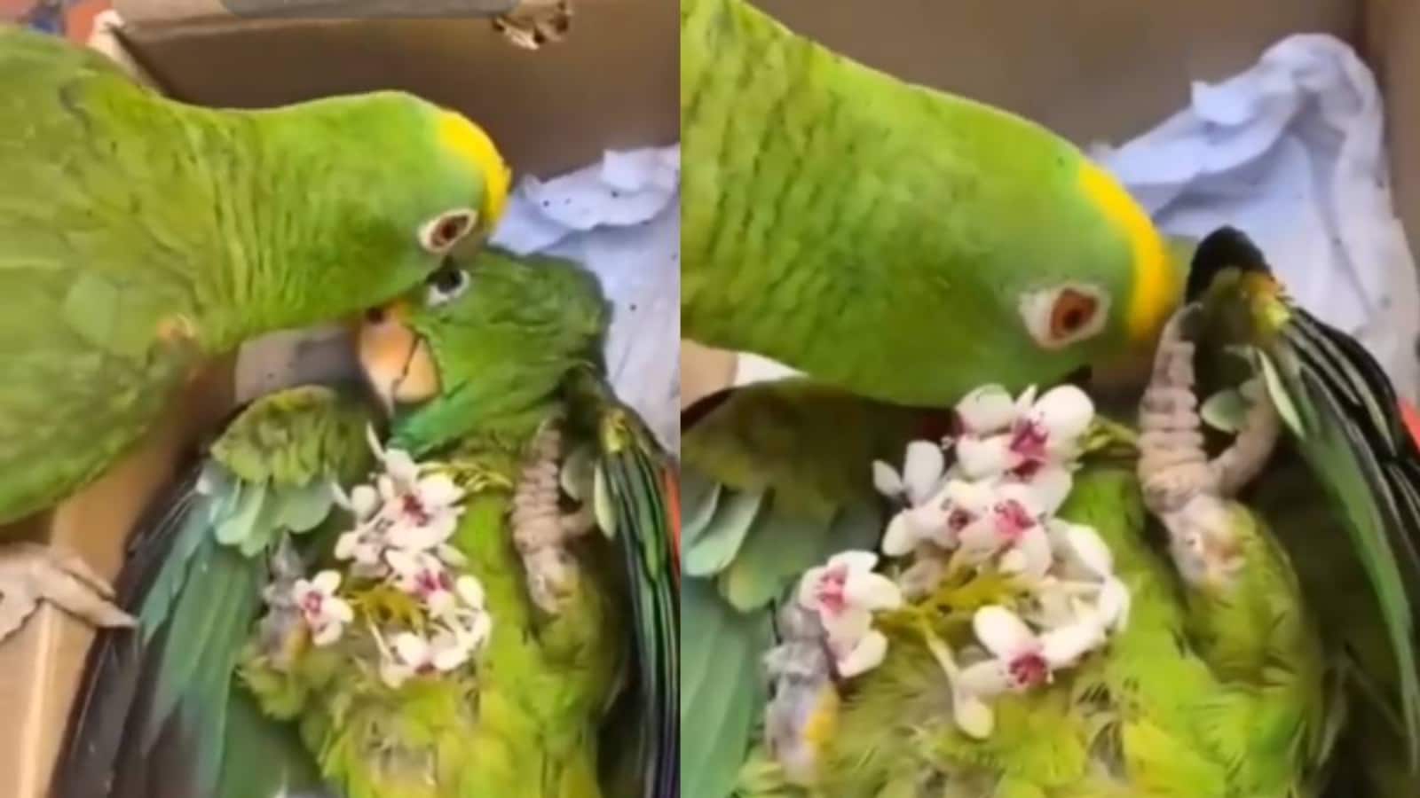 Watch: Parrot Mourning Friend’s Death Proves That Animals Have Feelings ...