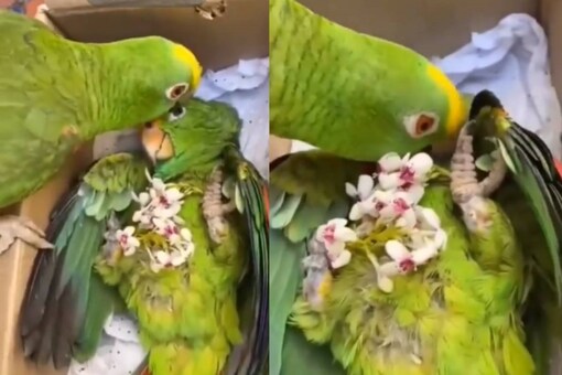 Watch: Parrot Mourning Friend’s Death Proves That Animals Have Feelings ...