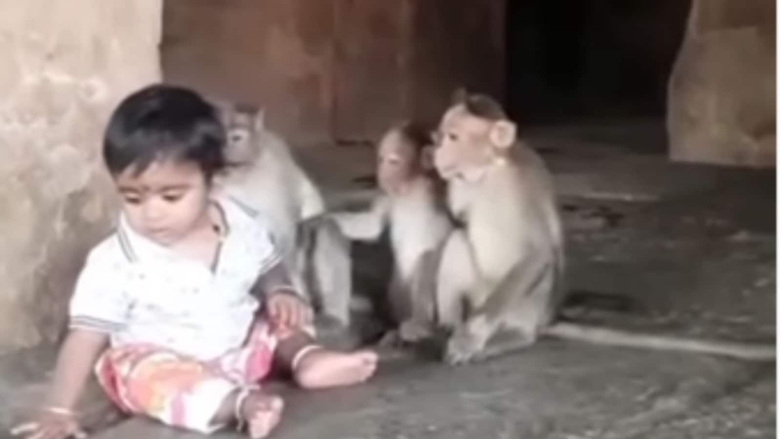 Watch: Kids' Adorable Interaction With Monkeys Leaves The Internet ...