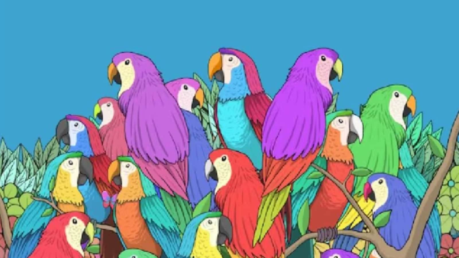 Optical Illusion: Can You Find the Hidden Butterfly Among The Parrots ...