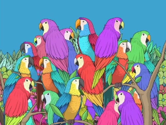 Optical Illusion: Can You Find the Hidden Butterfly Among The Parrots ...