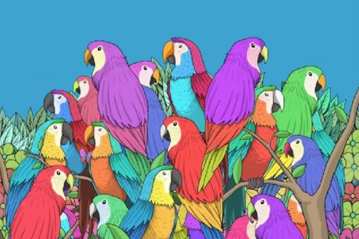 Optical Illusion: Can You Find the Hidden Butterfly Among The Parrots?