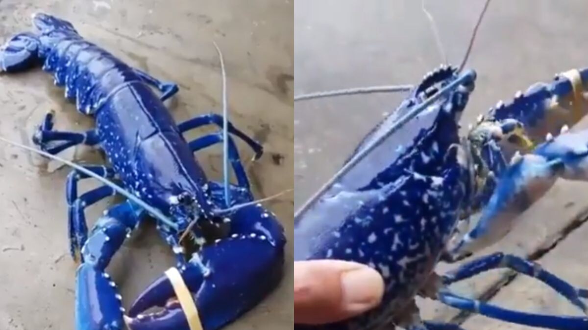 Watch: This Blue Lobster Is So Rare That You Only Find One in Two ...