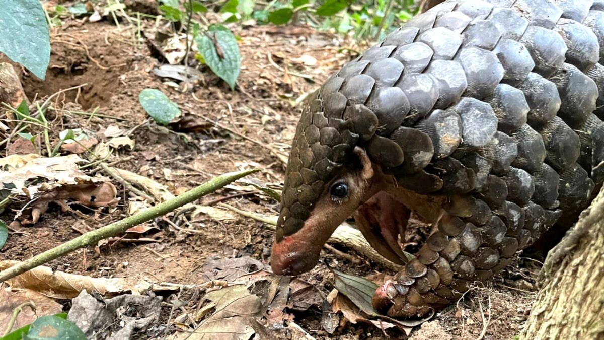 'Do You Know What It Is?' IFS Officer Shares Photograph Of A Pangolin ...