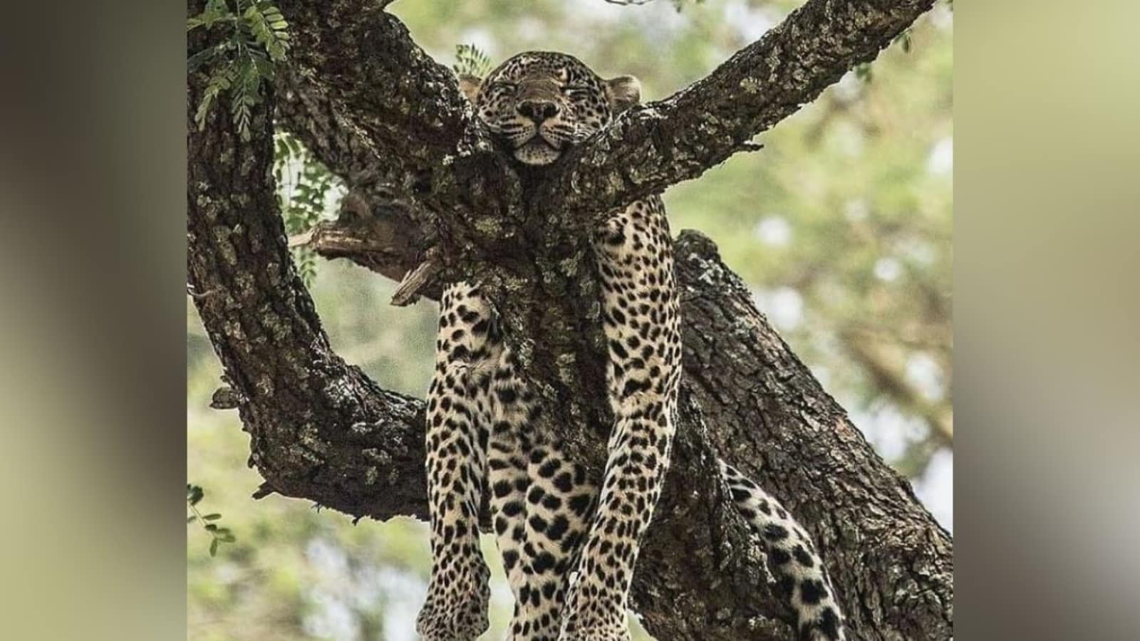 Leopard Napping on a Tree Offers an Important Life Lesson, Netizens ...