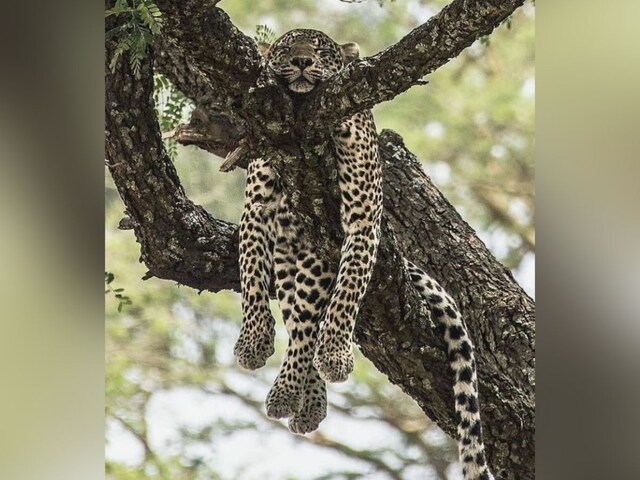 Leopard Napping on a Tree Offers an Important Life Lesson, Netizens ...