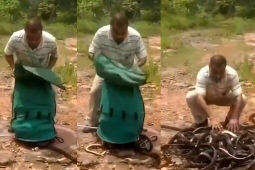 Watch: Man Sets Free Bag Full of Snakes in Forest, Internet Gets ...