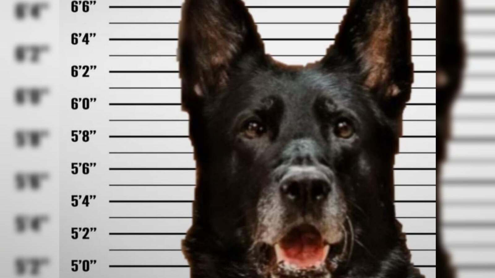 US Police Dog Accused Of Stealing Lunch Gains Public Support | Buzz ...