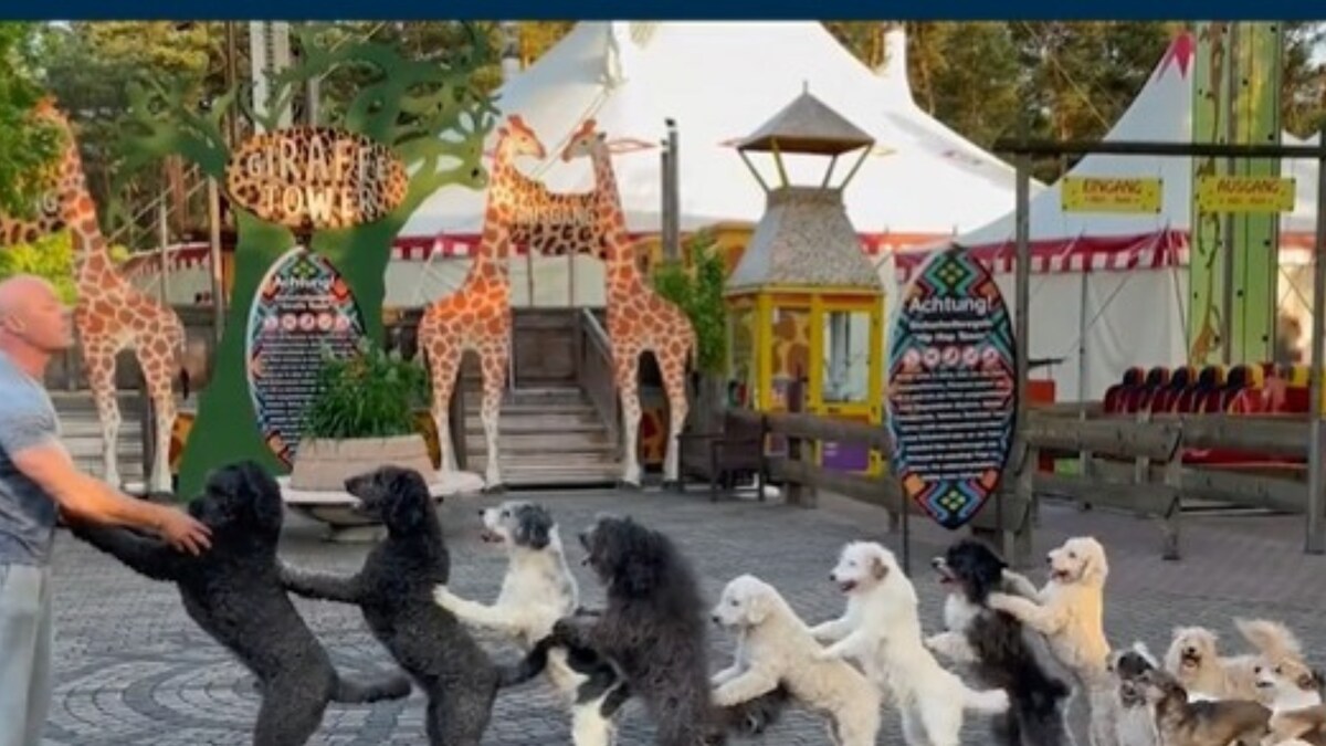 This Man Creates World Record For Making 14 Dogs Stand In Conga Line ...