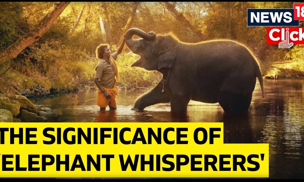 The Elephant Whisperers Filmmaker Kartiki Gonsalves Interview | Oscar ...