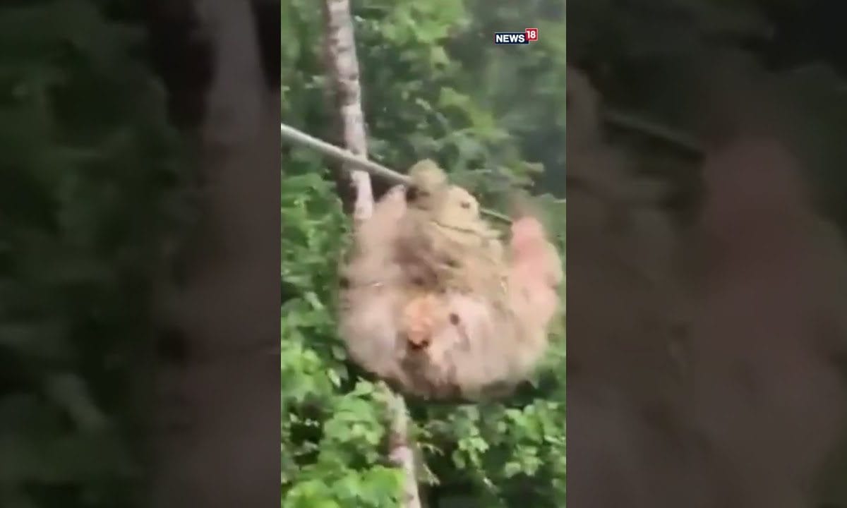 Child Runs Into Sloth While Zip Lining Through Costa Rican Rainforest ...