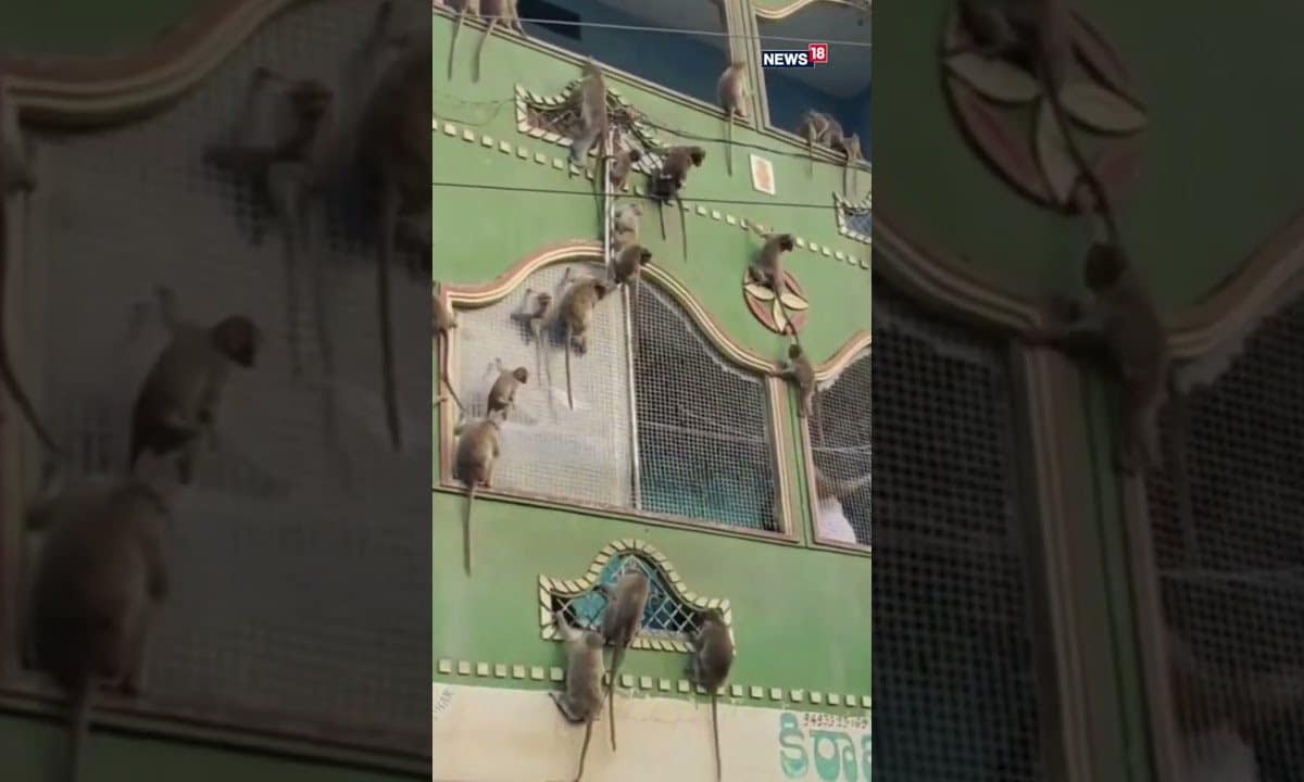 Animals Video | Monkey Video | A Group Of Monkeys Surround A Building ...