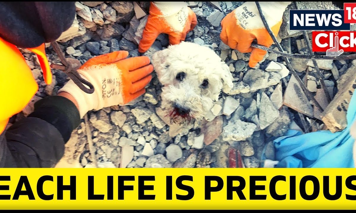 Rescue of Little Puppy Stuck, Woman Pulled From Rubble | Each Life ...