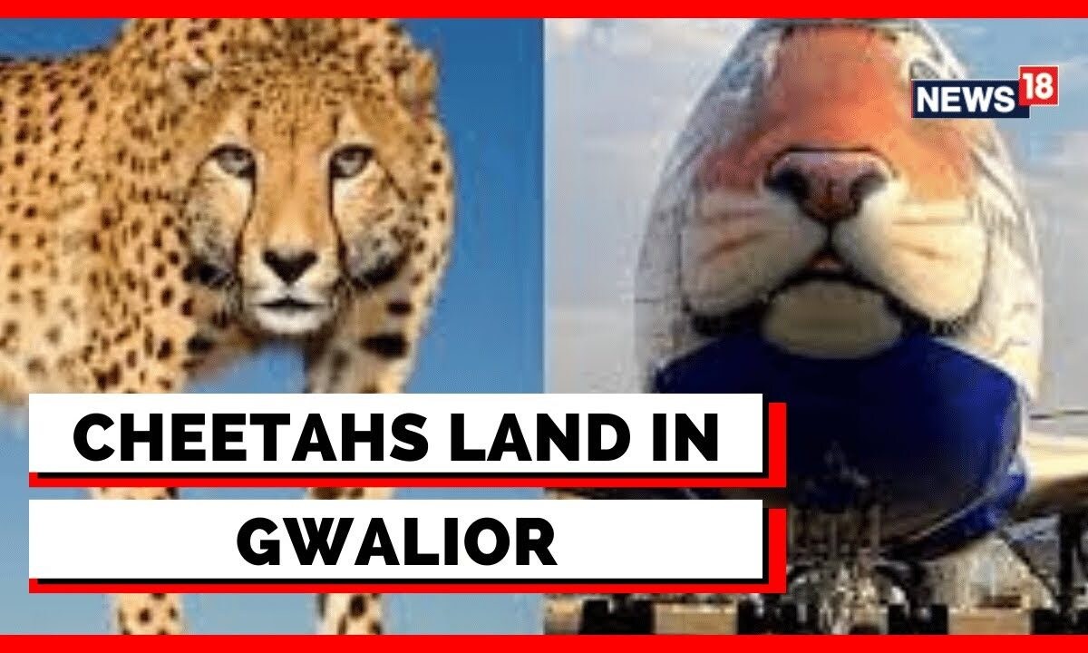 Kuno National Park | Cheetahs | 12 Cheetahs Landed At Air Force Station ...