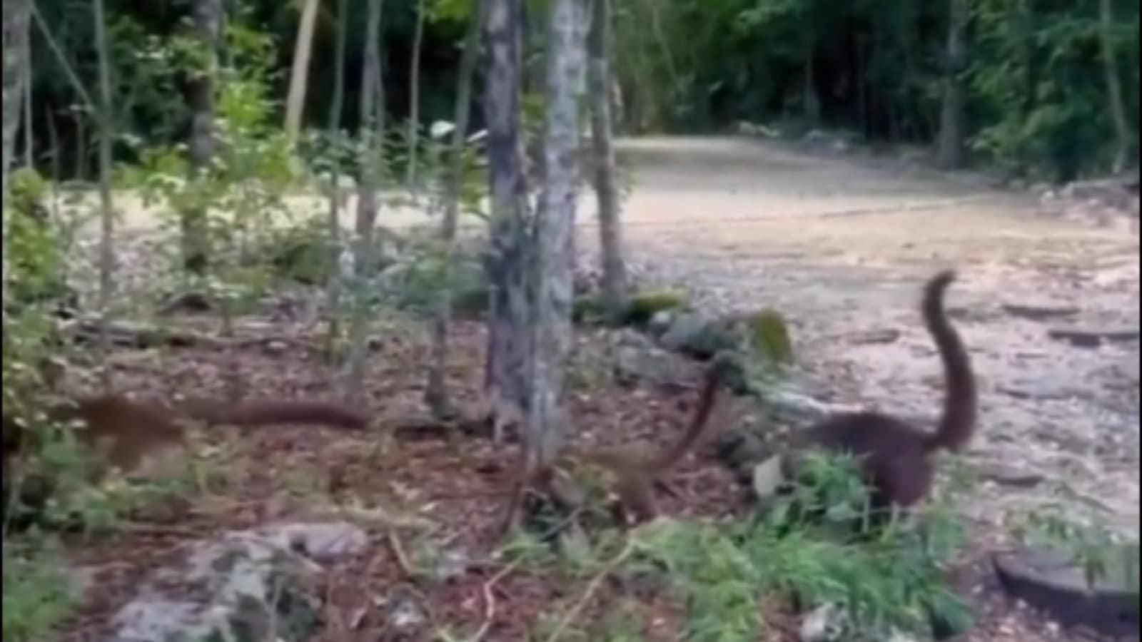 Viral Video Of 'Baby Dinosaurs In Jurassic Park' Leaves Internet ...