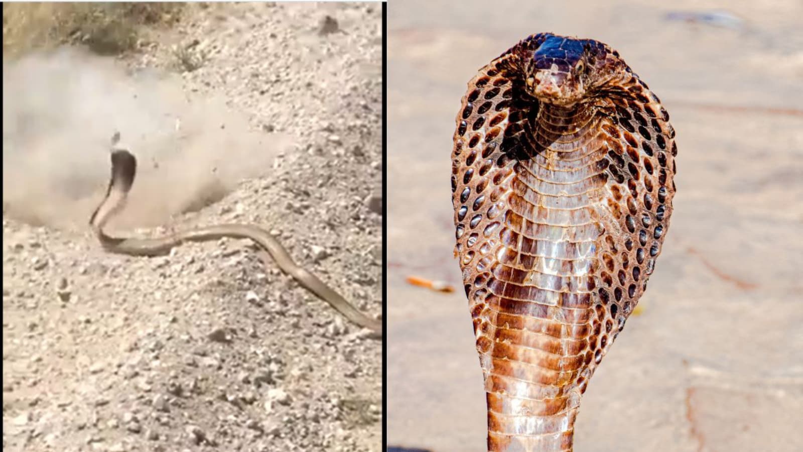 Watch: Cobra Retaliates After Man Shoots At It Twice, Video Goes Viral ...
