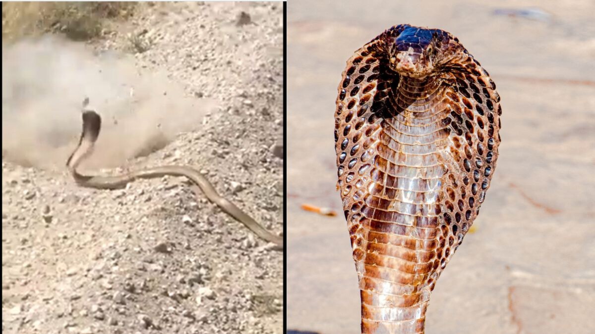 Watch: Cobra Retaliates After Man Shoots At It Twice, Video Goes Viral ...