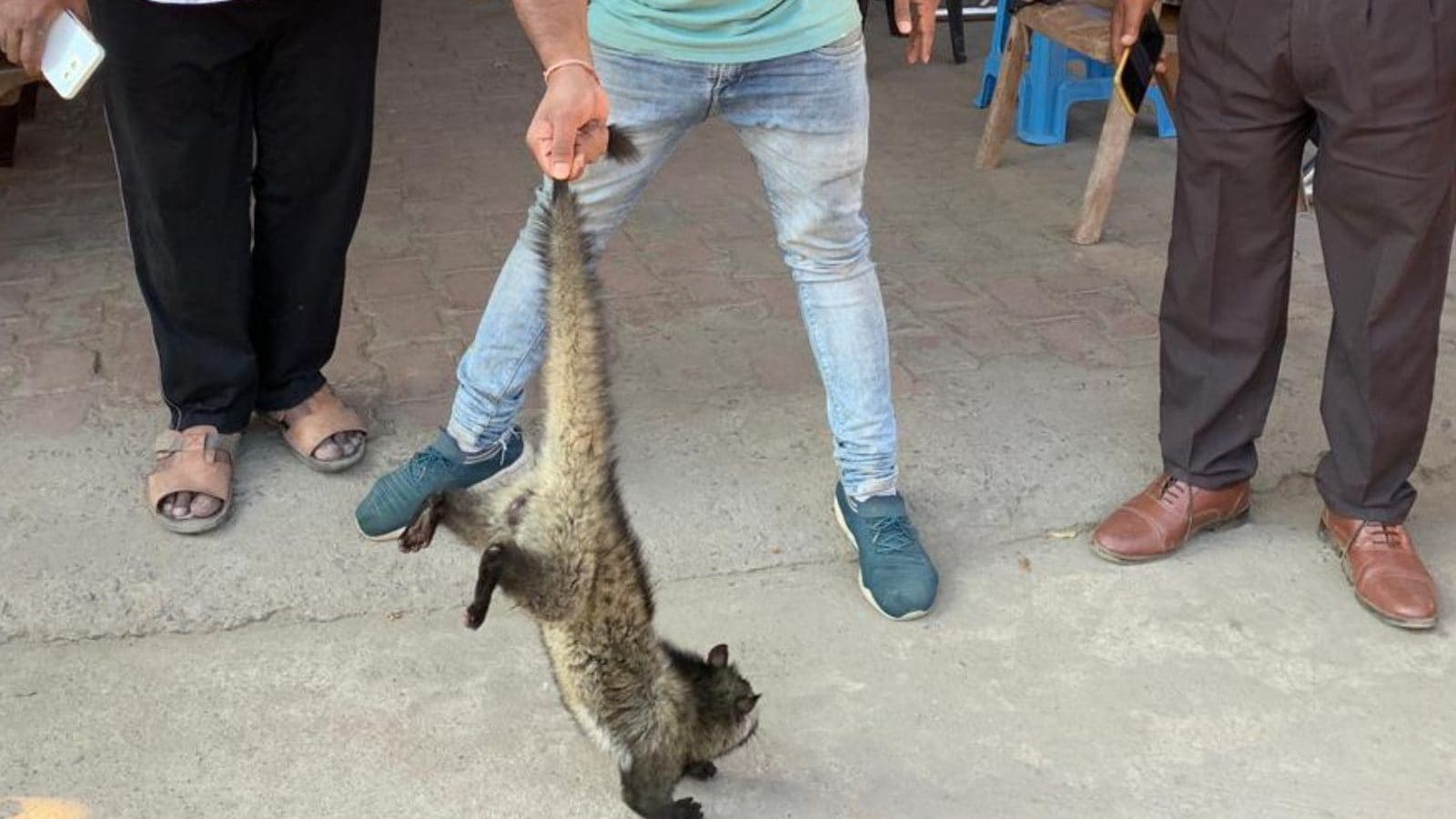 World's Costliest Coffee Extracted From Excreta of Kabar Bijju Spotted ...