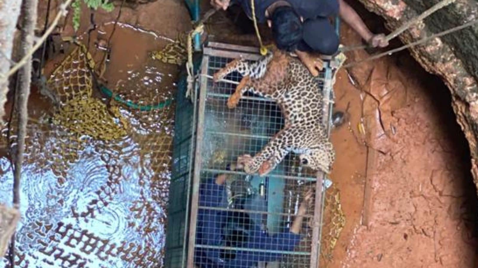 This Vet Crawled into a Cage to Catch a Leopard; Here's What Happened ...