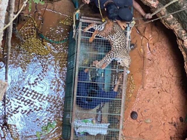 This Vet Crawled into a Cage to Catch a Leopard; Here's What Happened ...