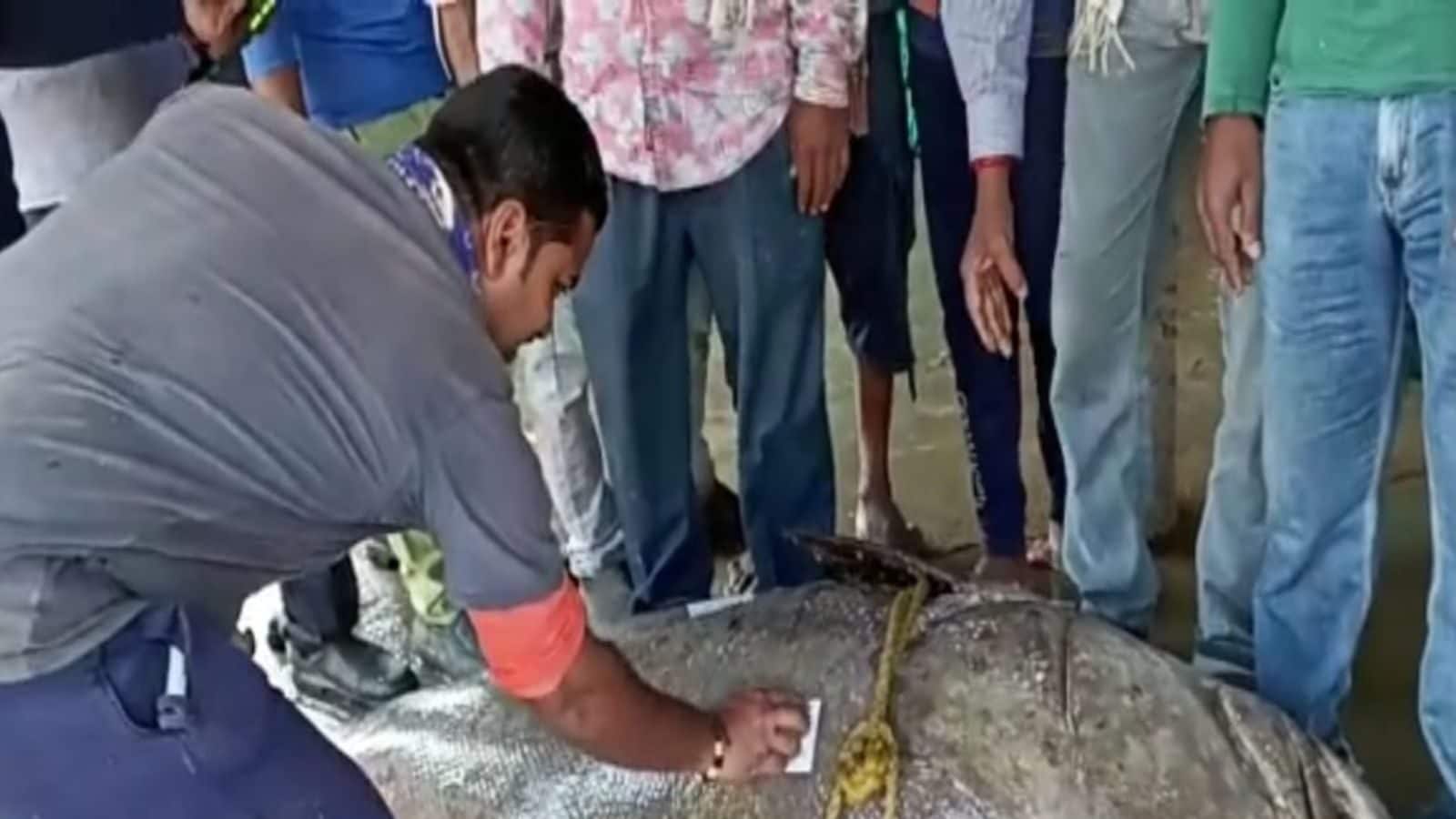 Tourists, Locals, Traders Flock to Bengal's Digha after Giant Fish ...