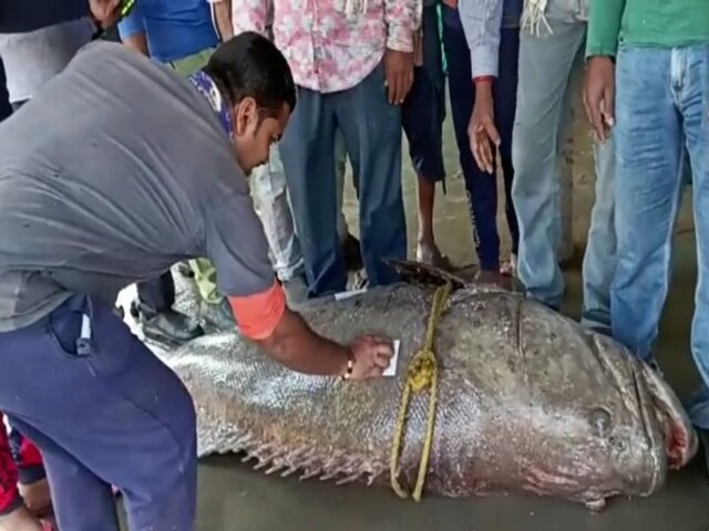 Tourists, Locals, Traders Flock to Bengal's Digha after Giant Fish ...