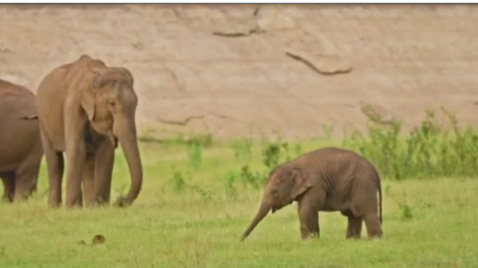 Clip Of Baby Elephant Running Around In Glee At Tiger Reserve Is Too ...
