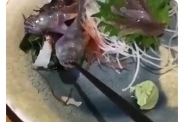 Sushi Eel Alive
