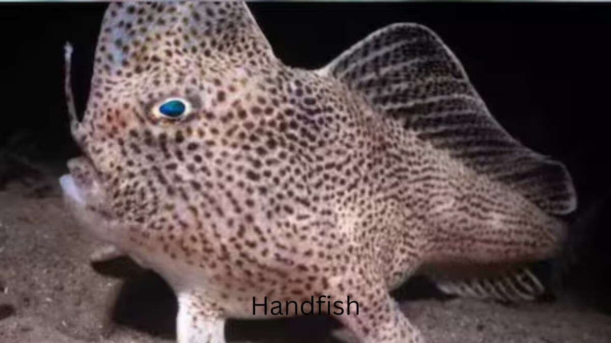 Meet The Handfish, The Rare Underwater Creature Which Walks On The ...