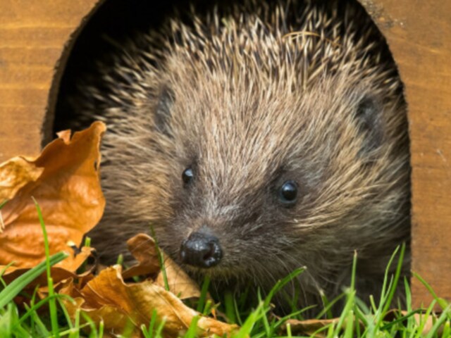 How Hedgehogs Could Live Longer Than We Think - News18