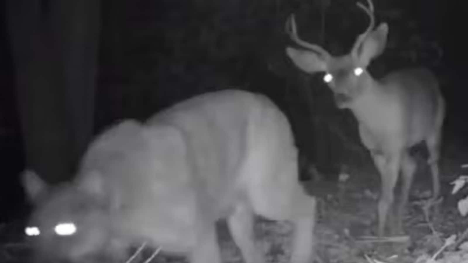 Watch: In A Rare Sight, Leopard And Deer Walk Together; Internet Is ...