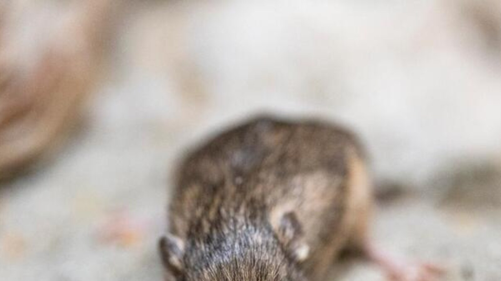 Tiny California Mouse Wins Guinness Award for Longevity | Buzz News ...