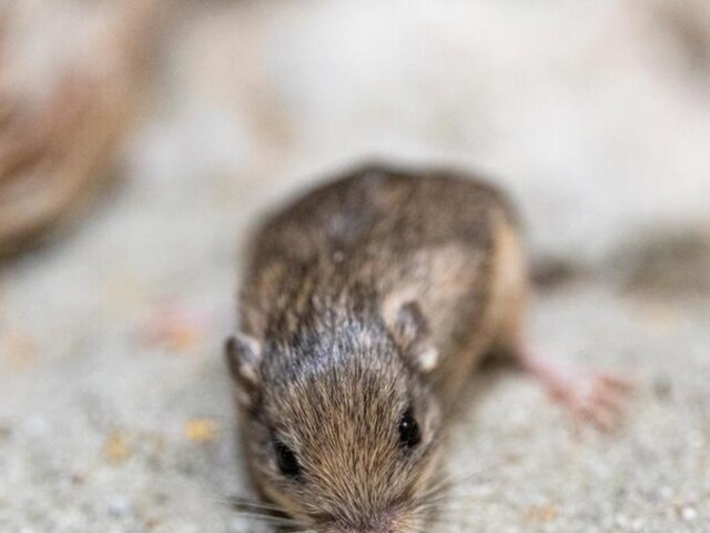 Tiny California Mouse Wins Guinness Award for Longevity - News18